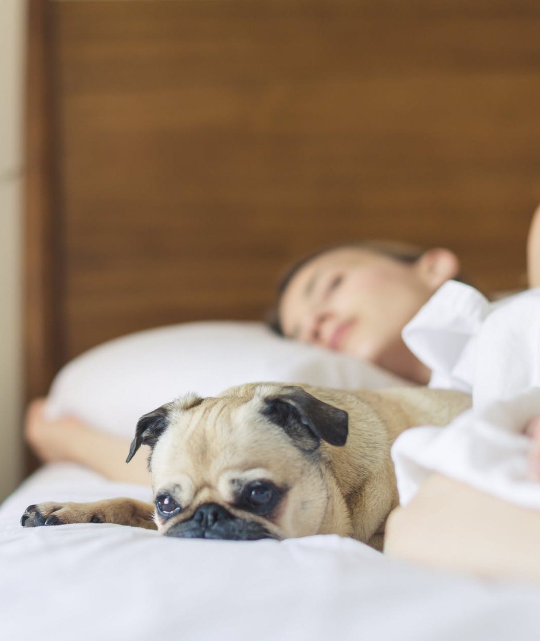 How To Get Your Puppy To Sleep Through The Night | Our Top Tips