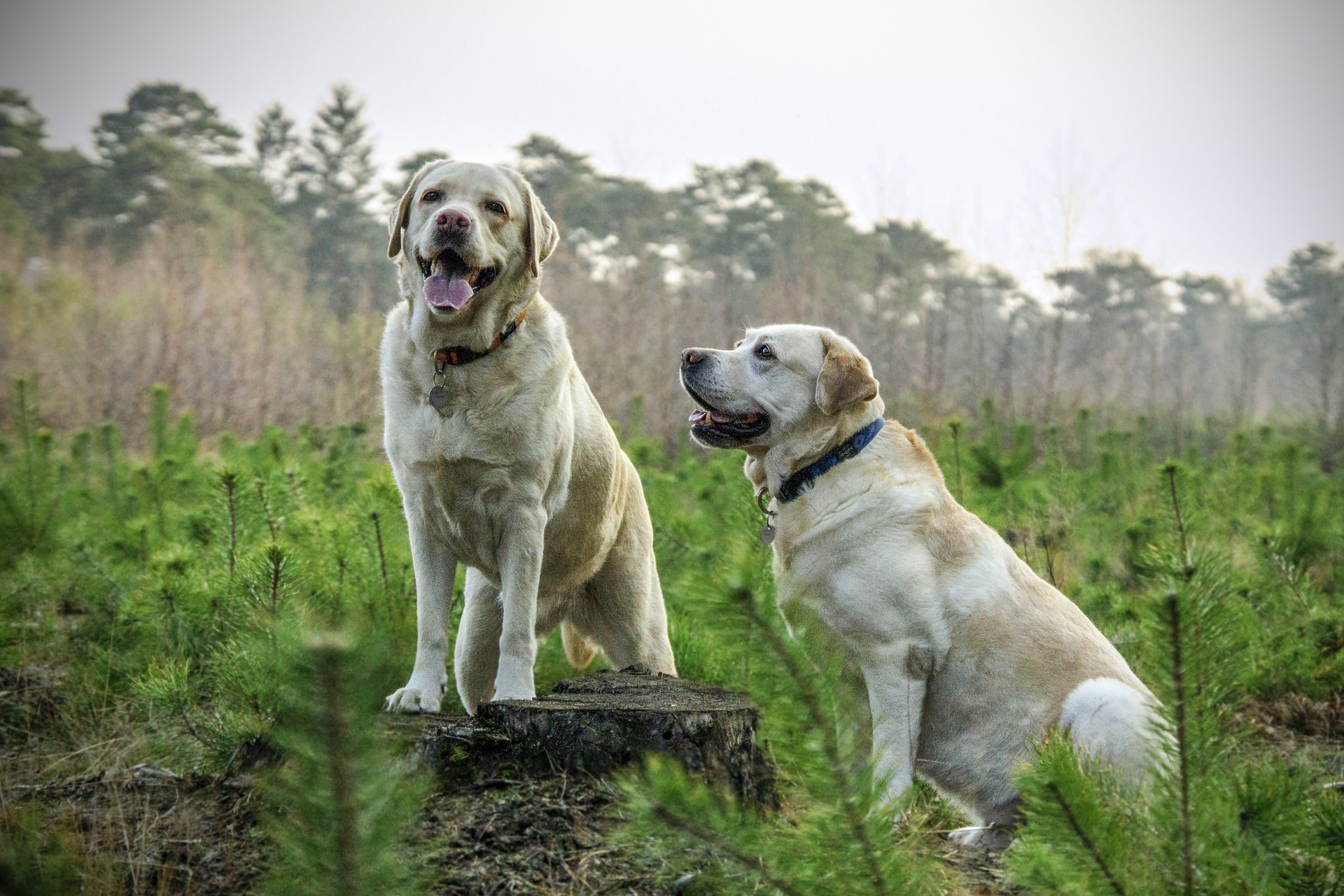 Best Dog Brushes for Labs - Helpful Labrador Grooming Advice!