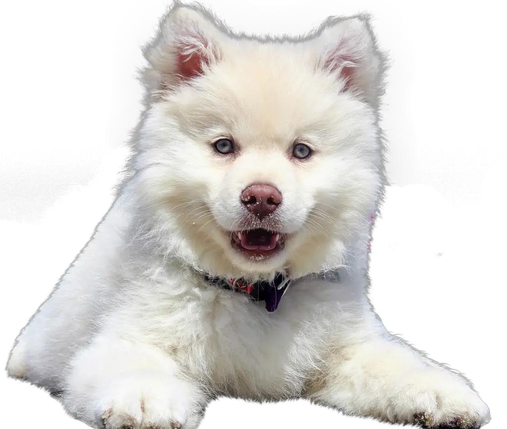 How to Tell What Breed my Dog is?- Identify Dog Breed by Characteristics