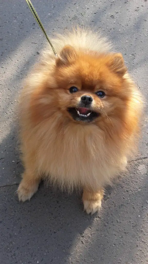 How to Tell What Breed my Dog is?- Identify Dog Breed by Characteristics