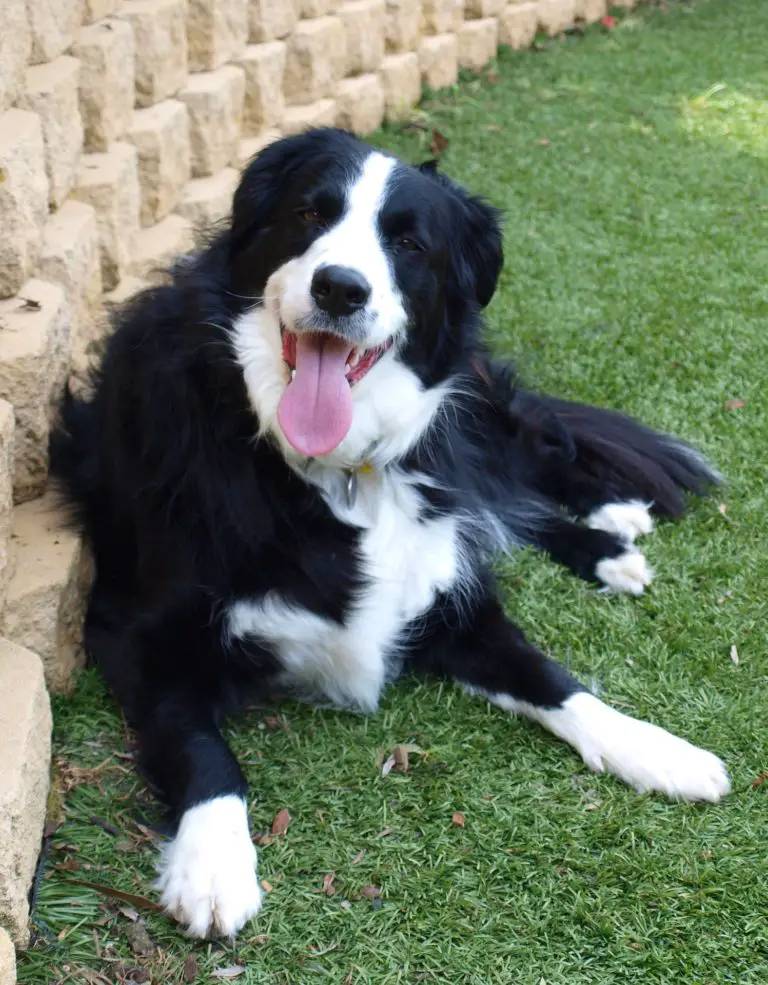 The Best Indoor Dog Potty That Allows Your Pooch to Poop in Comfort!