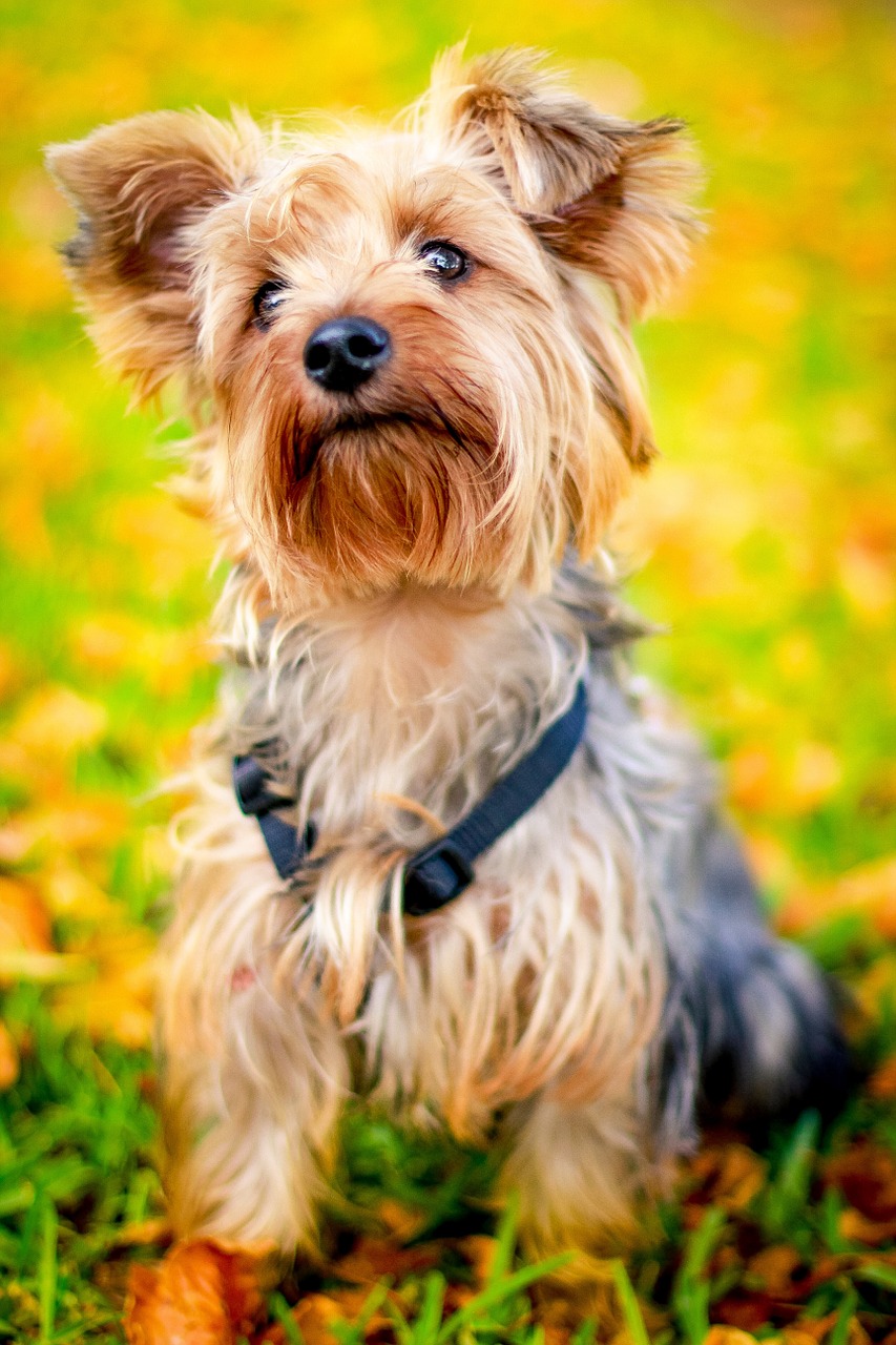 When do Yorkies Stop Growing? - The Stages of a Yorkie’s Life