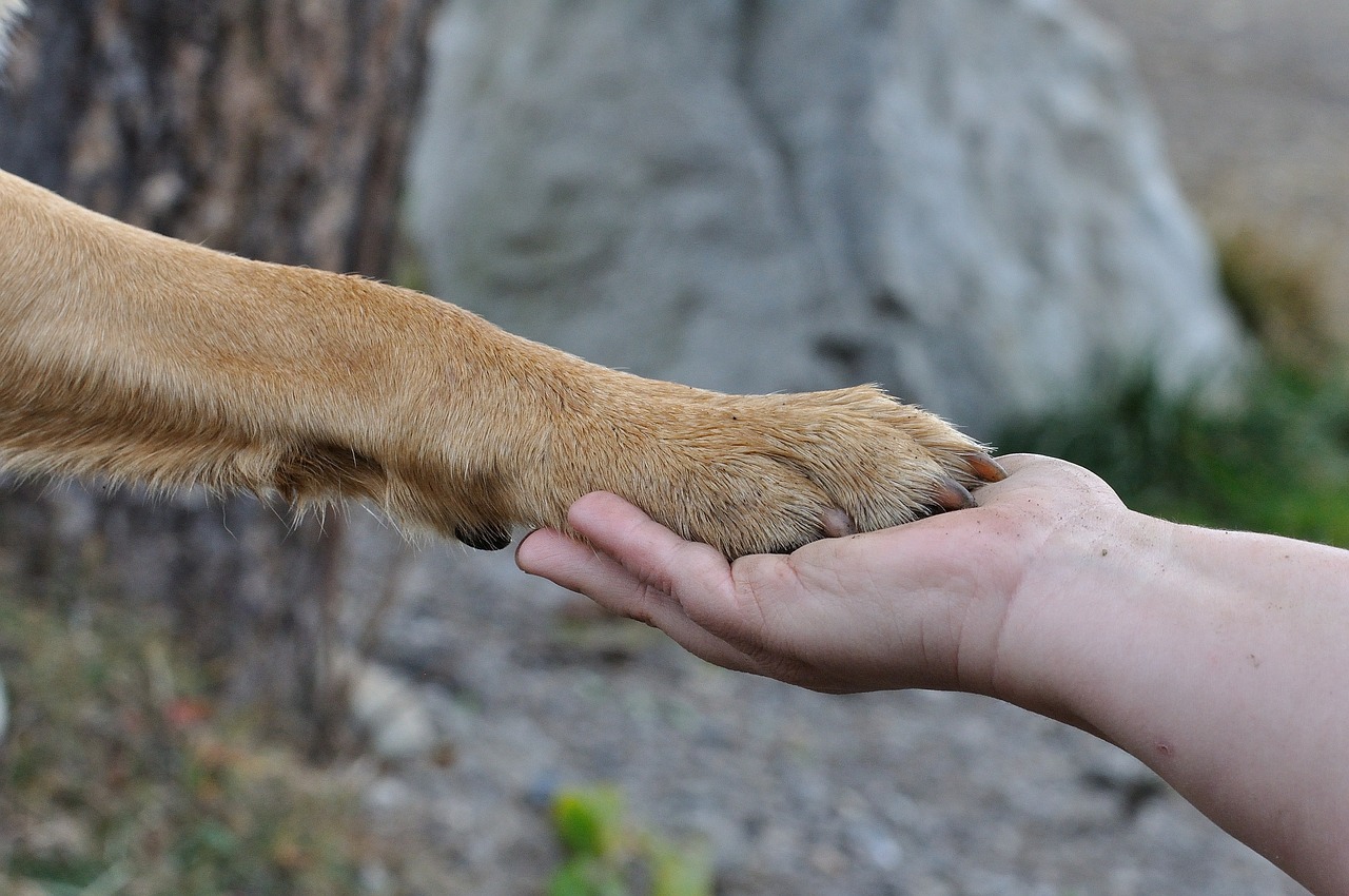 How to Teach a Dog to Give Paw - Easy Dog Tricks For Beginners