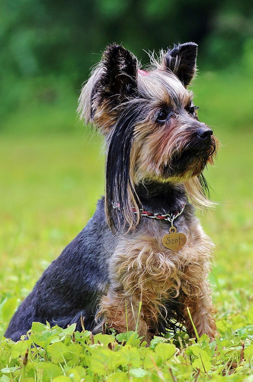 When do Yorkies Stop Growing? - The Stages of a Yorkie’s Life