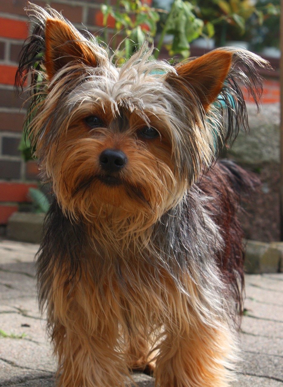 Yorkie vs Maltese- A Detailed Comparison of Both Dog Breeds ...