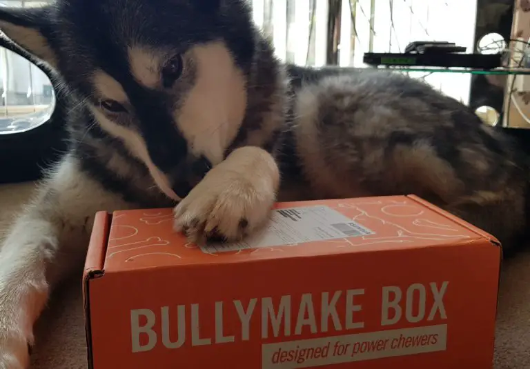 Bullymake Box Review - My Thoughts After Testing It With My Huskies!
