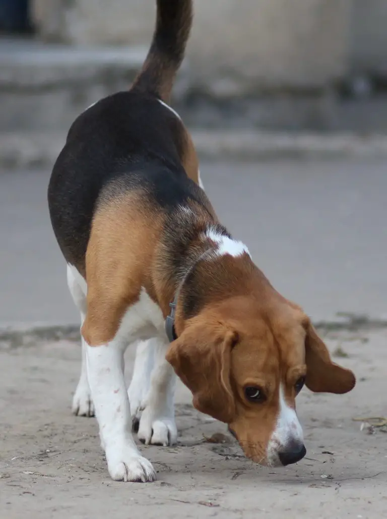 Jack Russell vs Beagle - A Detailed Comparison of Both Dog Breeds!