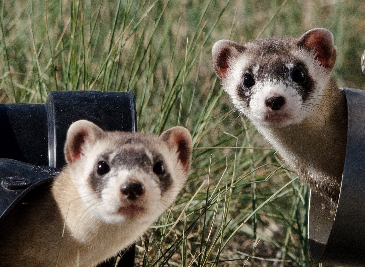 Ferret Supplies List - What do You Need For a New Ferret?