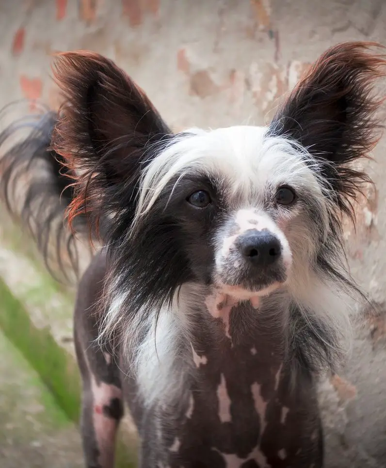 The Best Non-Shedding Small Dogs! - 10 Hypoallergenic Dog Breeds