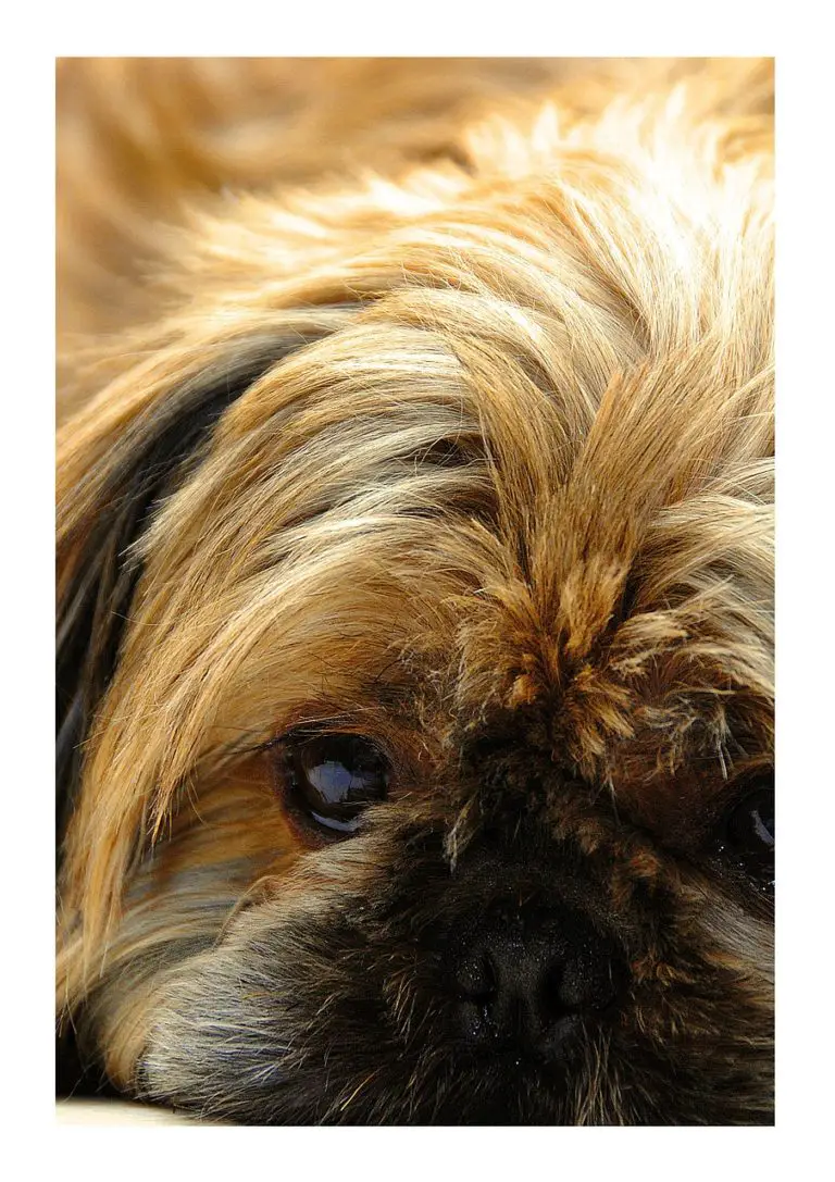 Shih Tzu vs Havanese - A Detailed Comparison Of Both Dog Breeds!