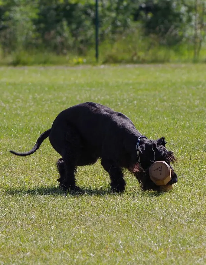Here Are 10 Of The Longest Living Large Dog Breeds! - Officially Pets