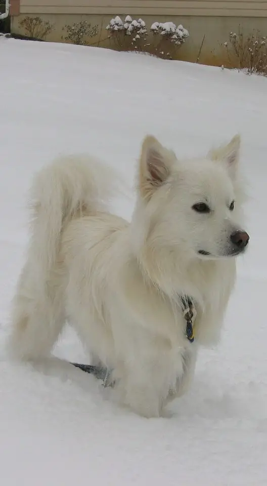 Samoyed vs American Eskimo - A Detailed Comparison of Both Dogs!