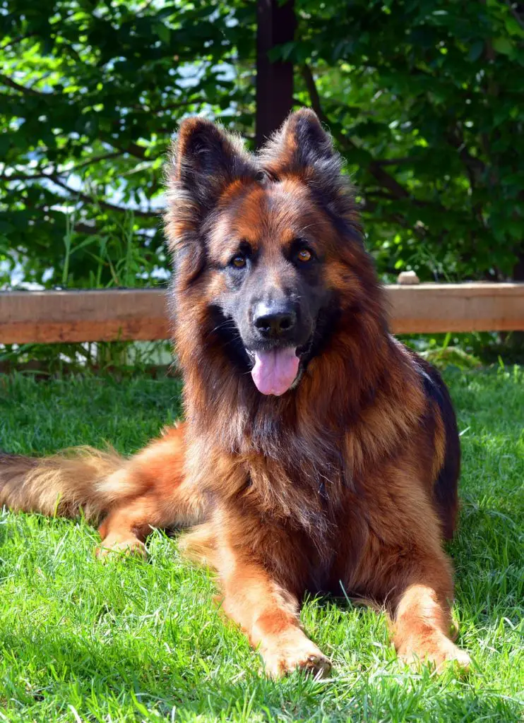 5 Best Dog Houses For German Shepherds - Keep Them Warm & Dry!