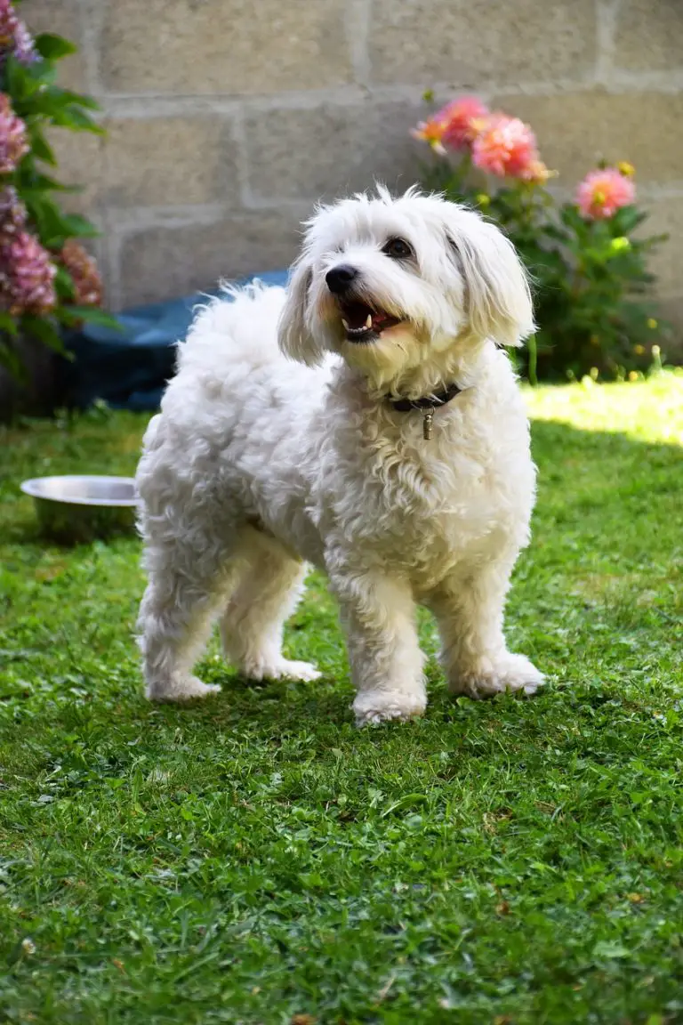 Maltese vs Bichon Frise - A Detailed Comparison Of Both Dog Breeds!