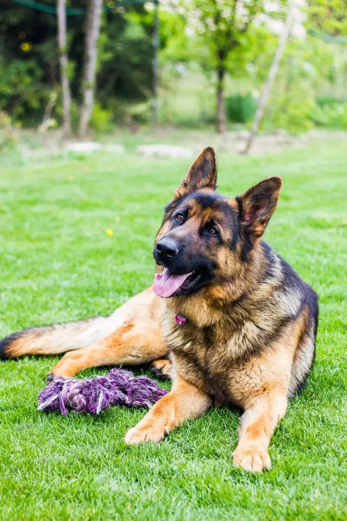 The 5 Types of German Shepherds! - Which Breed is For You?
