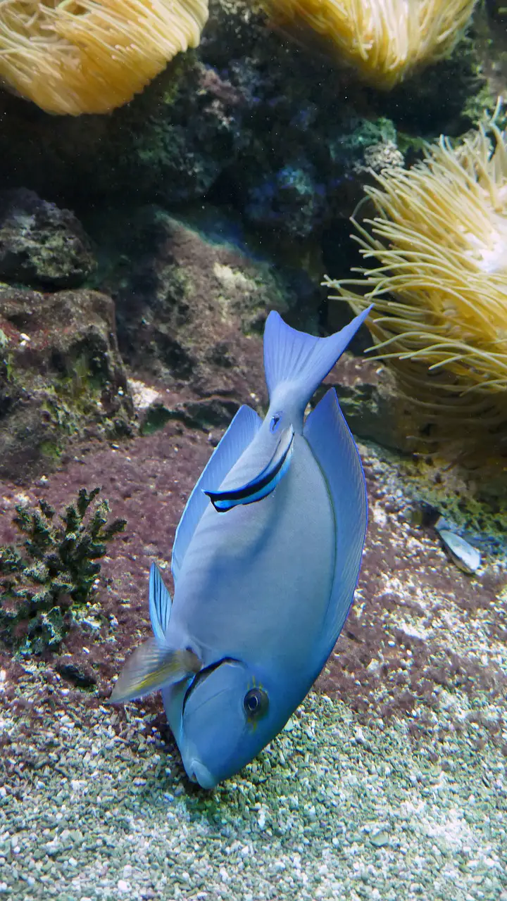 5 Types of Bottom Feeder Fish for Aquariums - Keep Your Tank Clean!