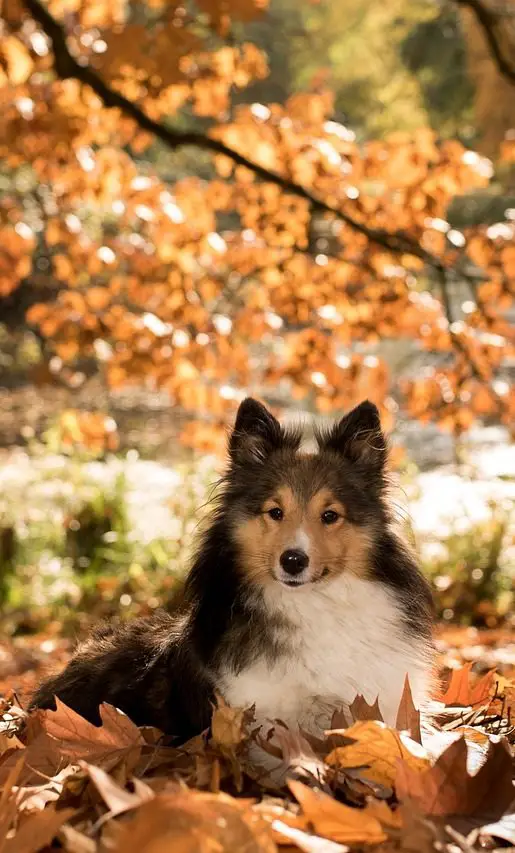 4 Easy Dog Tricks for Beginners - Follow Simple Step by Step Instructions!