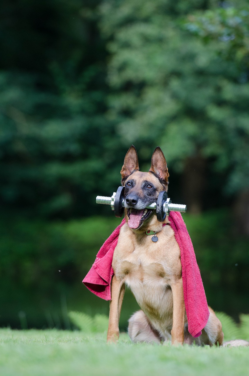 4 Cool Tricks to Teach Your Dog - Step by Step Teaching Guide