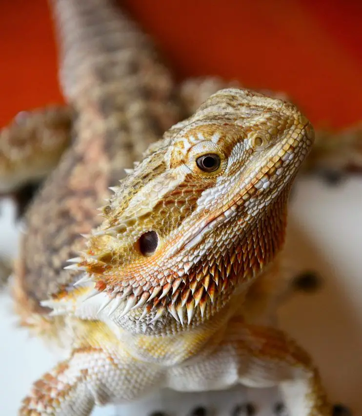Best Bearded Dragon Enclosures: Terrarium, Vivarium, Tank or Cage?