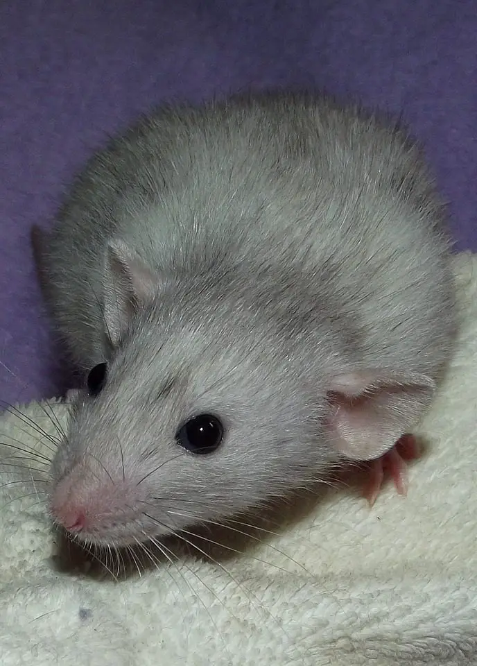 Different Types of Pet Rat Breeds! - Which One is For You? (2019)