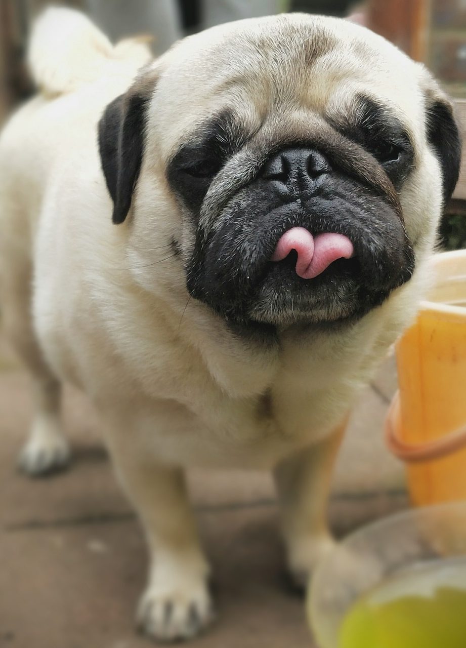 17 Pug Pros and Cons - Is a Pug the Right Dog for You?