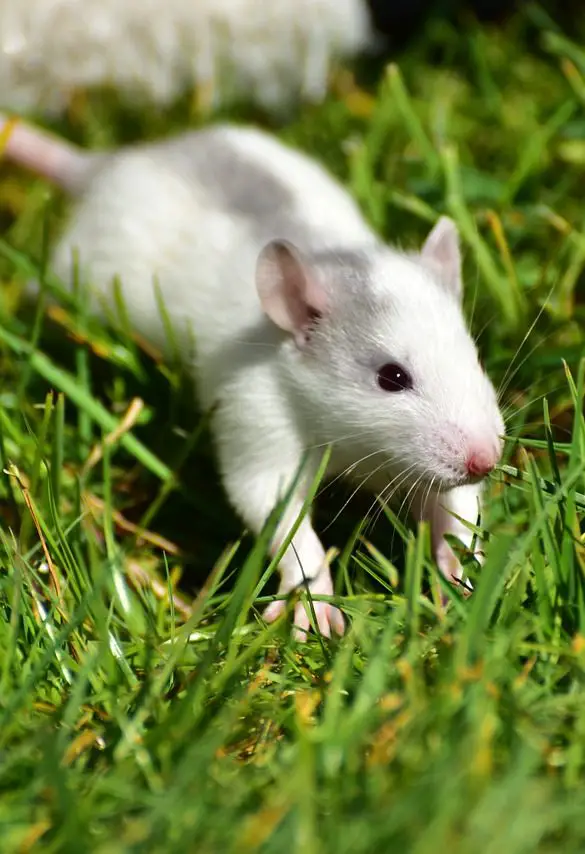 The 5 Best Rat Cages! - Full Buyer's Guide to Pet Rats - Officially Pets