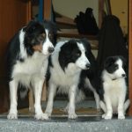 Miniature Border Collie Guide: Size, Temperament, Grooming & More!