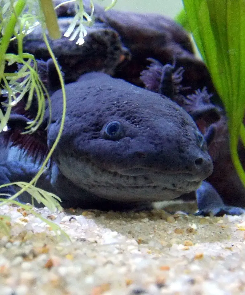 What Are The Different Types of Axolotl?