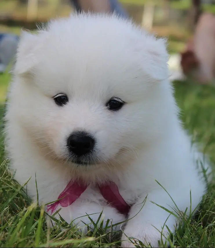 Do Samoyeds Shed? - Samoyed Shedding Guide!