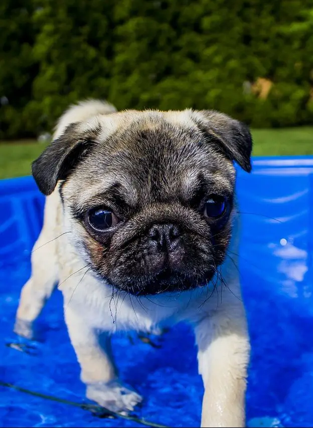 11 Best Puncture Proof Dog Pools for 2020! - A Dog Pool Guide