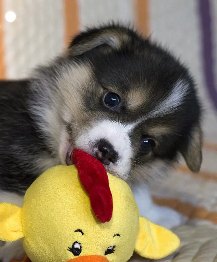 Do Pembroke Welsh Corgis Shed? – Corgi Shedding Guide!