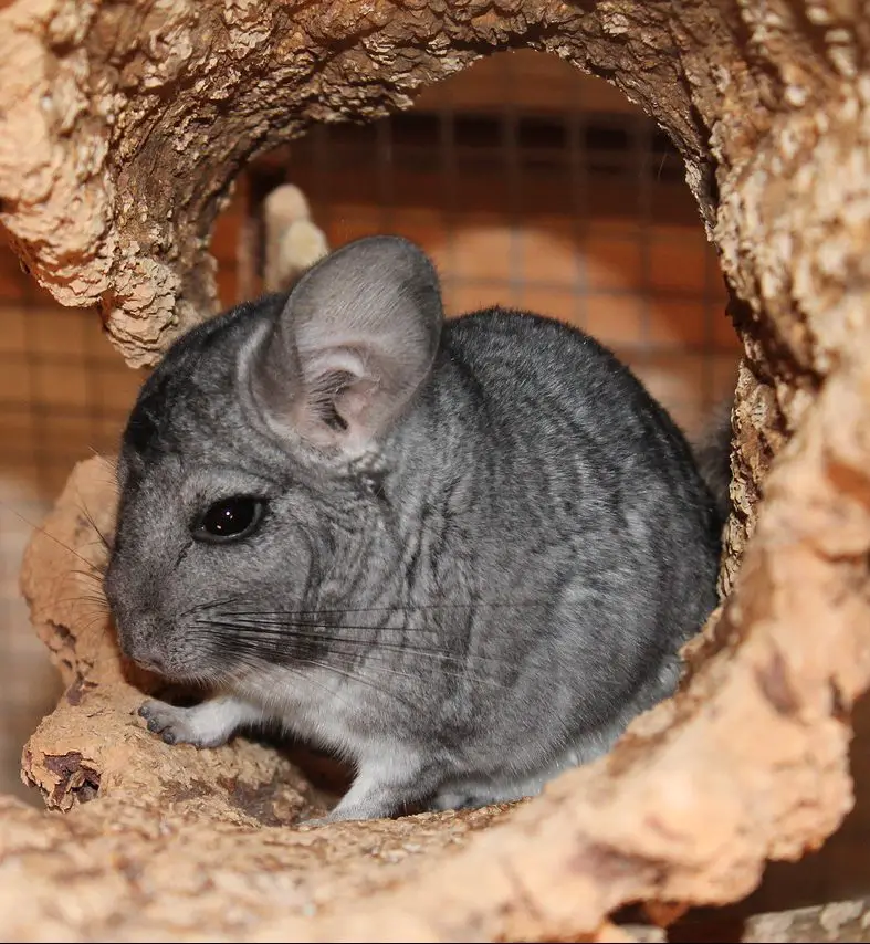 20 Different Chinchilla Colors - Which Color Is Right For You?