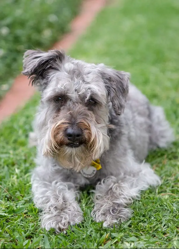 Do Schnoodles Shed - A Guide to Schnoodle Shedding