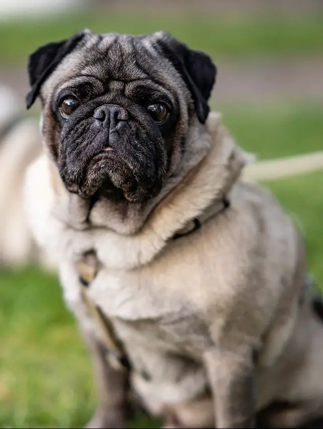 Do Puggles Shed? - A Full Puggle Shedding Guide!